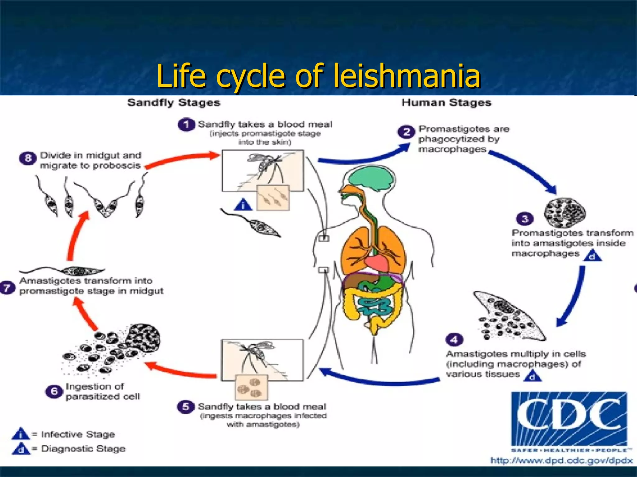 Leishmaniasis | PPT