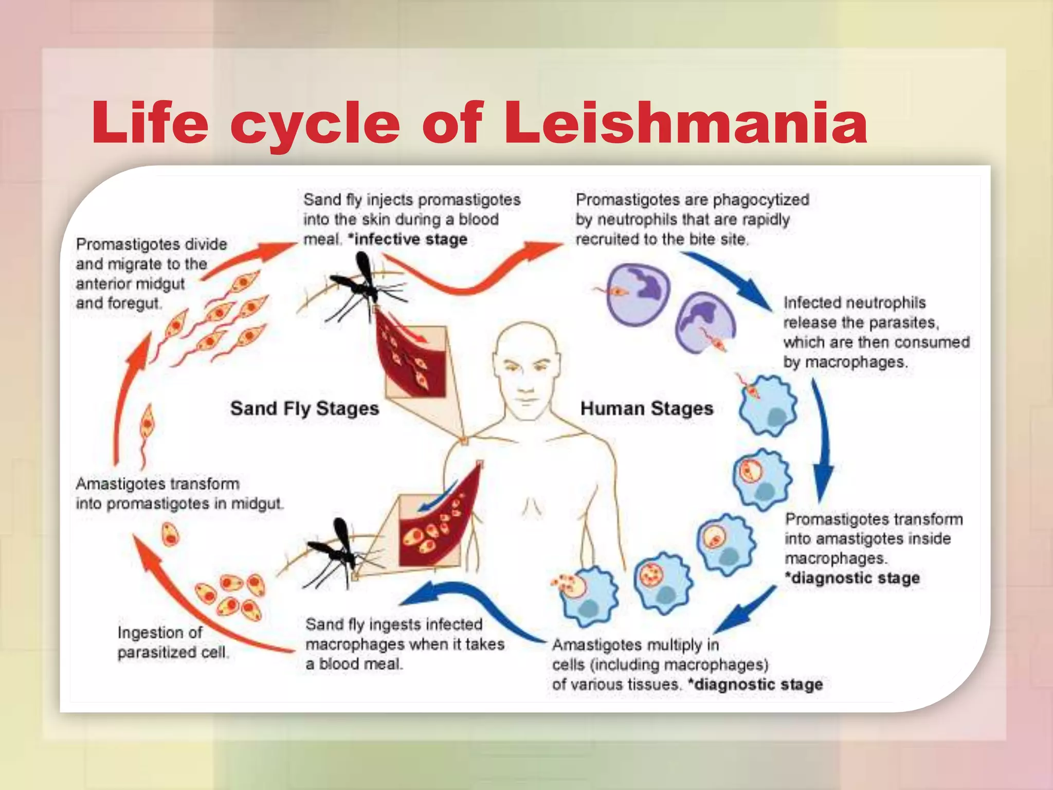 Leishmaniasis | PPTX