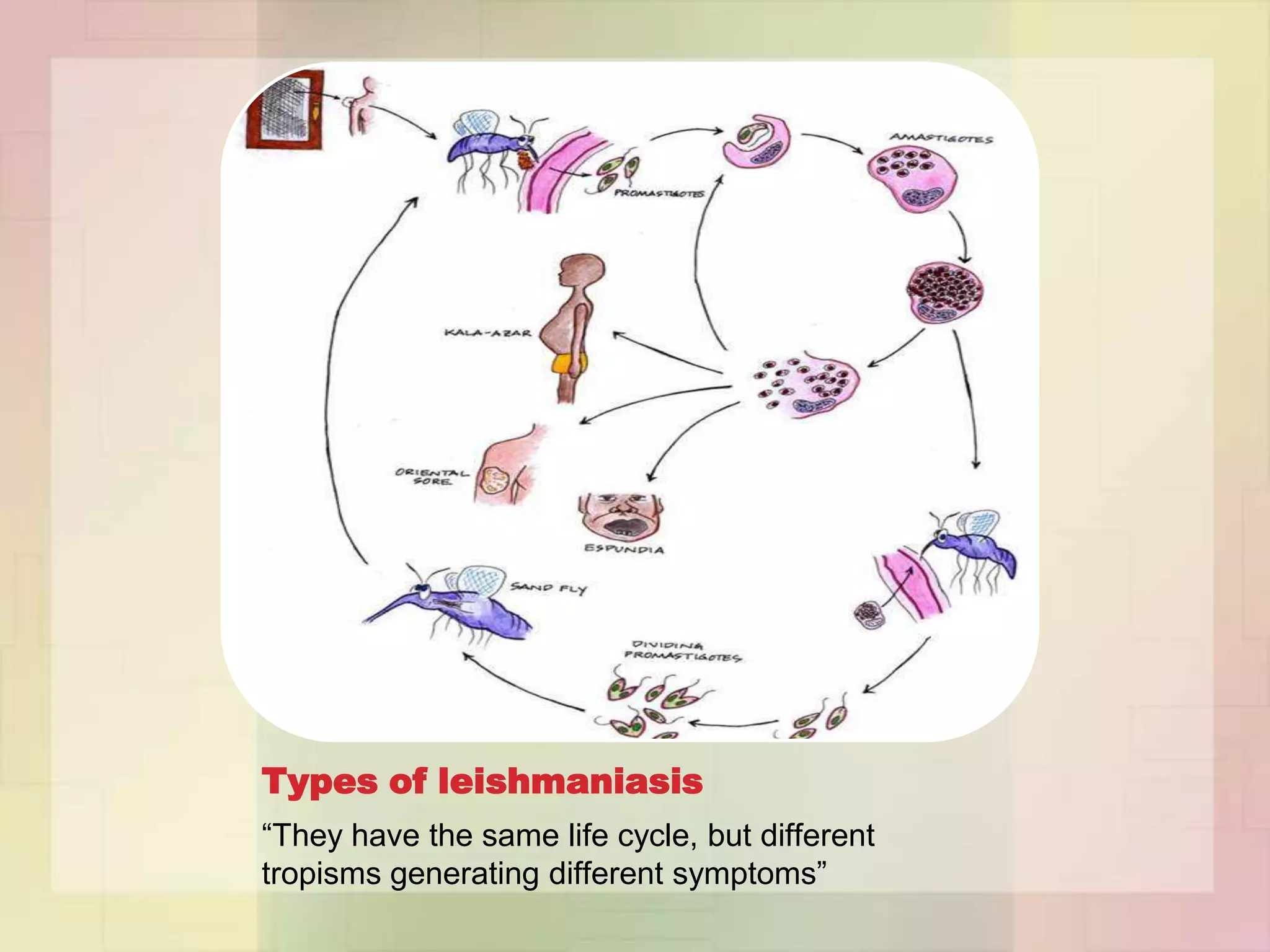 Leishmaniasis | PPTX