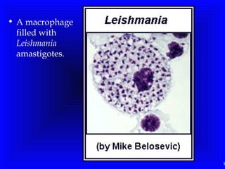 Leishmania Slide