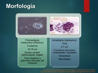 Leishmaniasis | PPTX