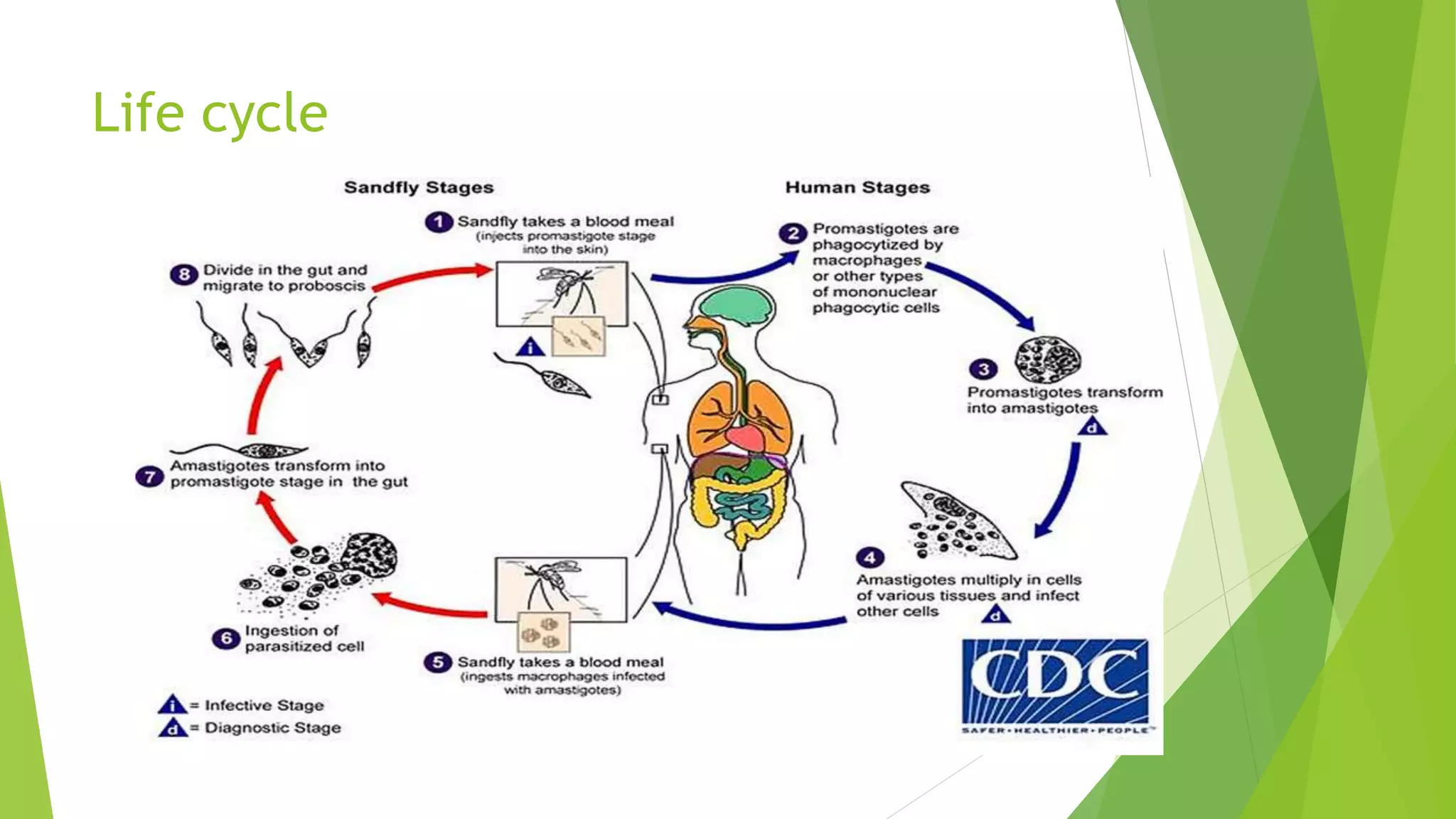 Leishmaniasis | PPTX