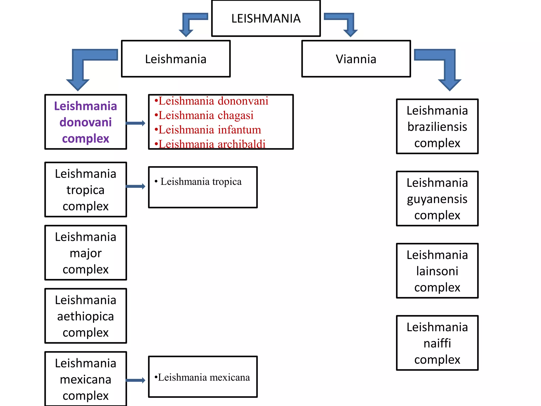 Leishmania ,the parasite, Disease and Management | PPTX