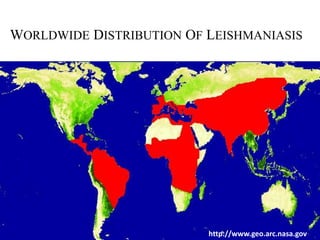 Leishmania ,the parasite, Disease and Management | PPTX