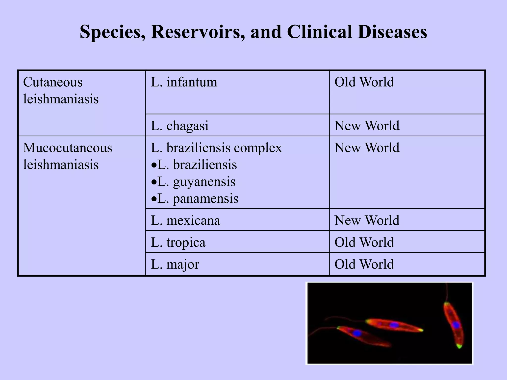 Leishmaniasis.ppt