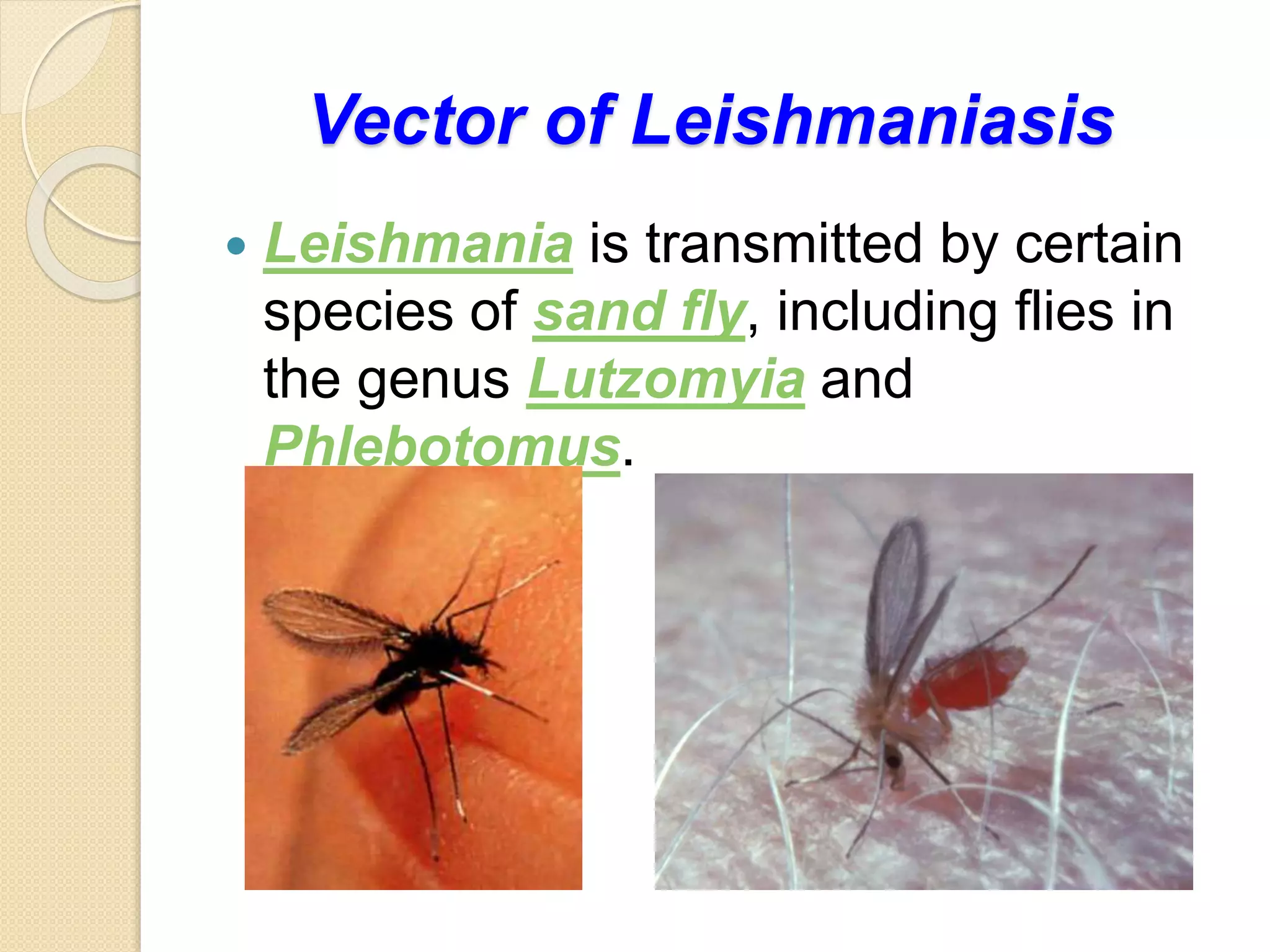 طفيليات leishmaniasis.pptx
