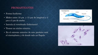 Leishmaniasis | PPTX