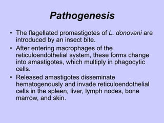 Leishmaniasis (2).ppt