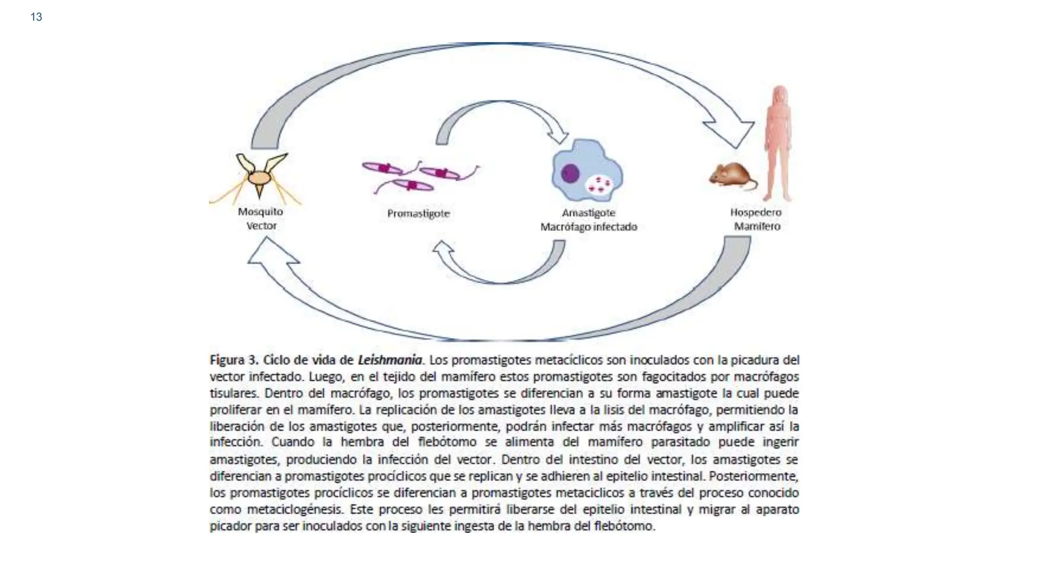 leishmaniasis, ciclo de vida, morfología y tratamiento | PPTX