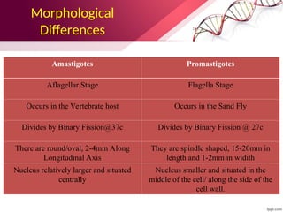 Leishmaniasis made easy for you. by R.Banda.ppt