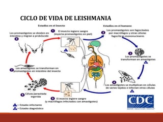 Leishmaniasis Fisiopatologia, diagnostico y tratamiento | PDF