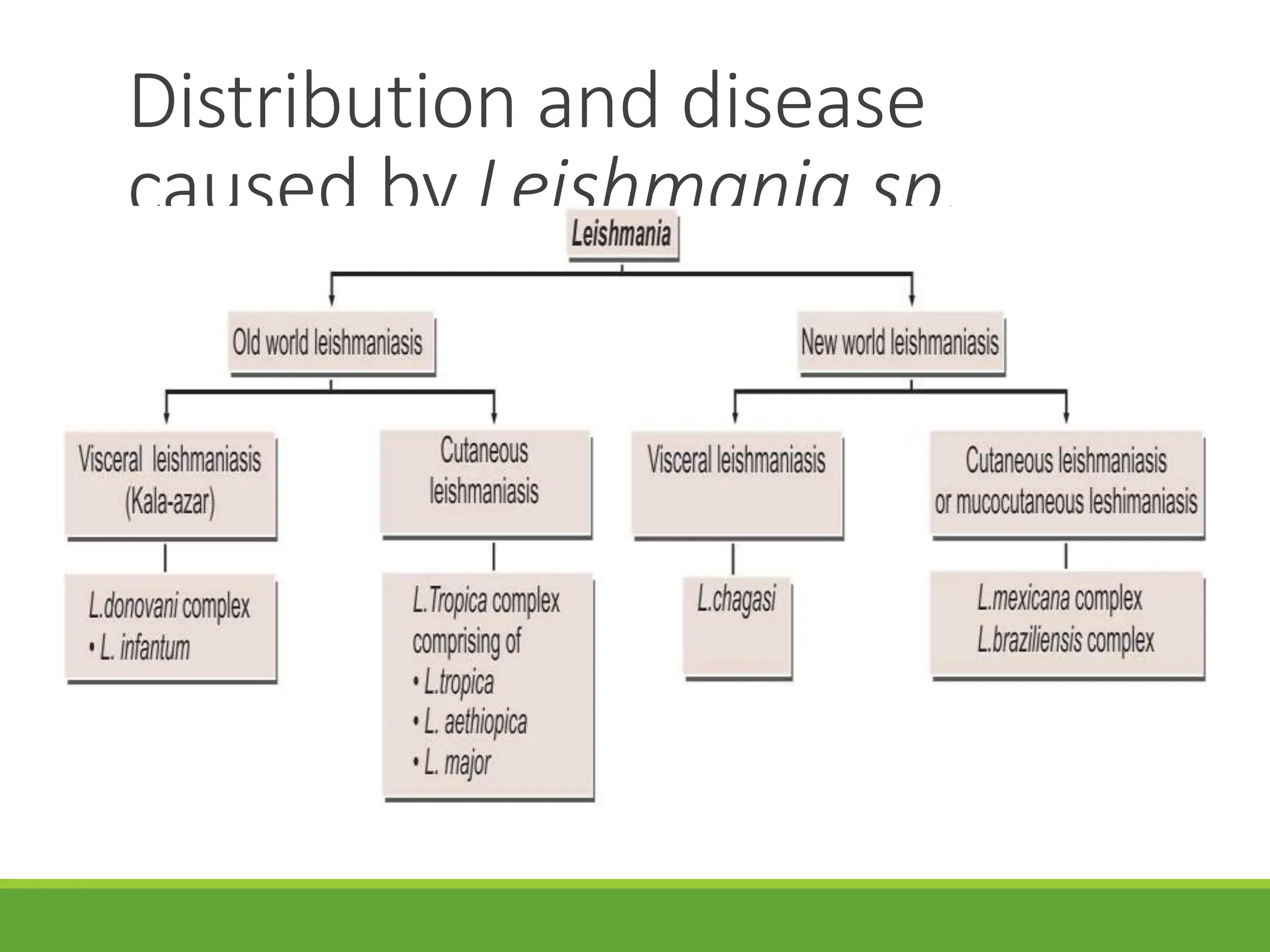LEISHMANIASIS MEDICS.pptx