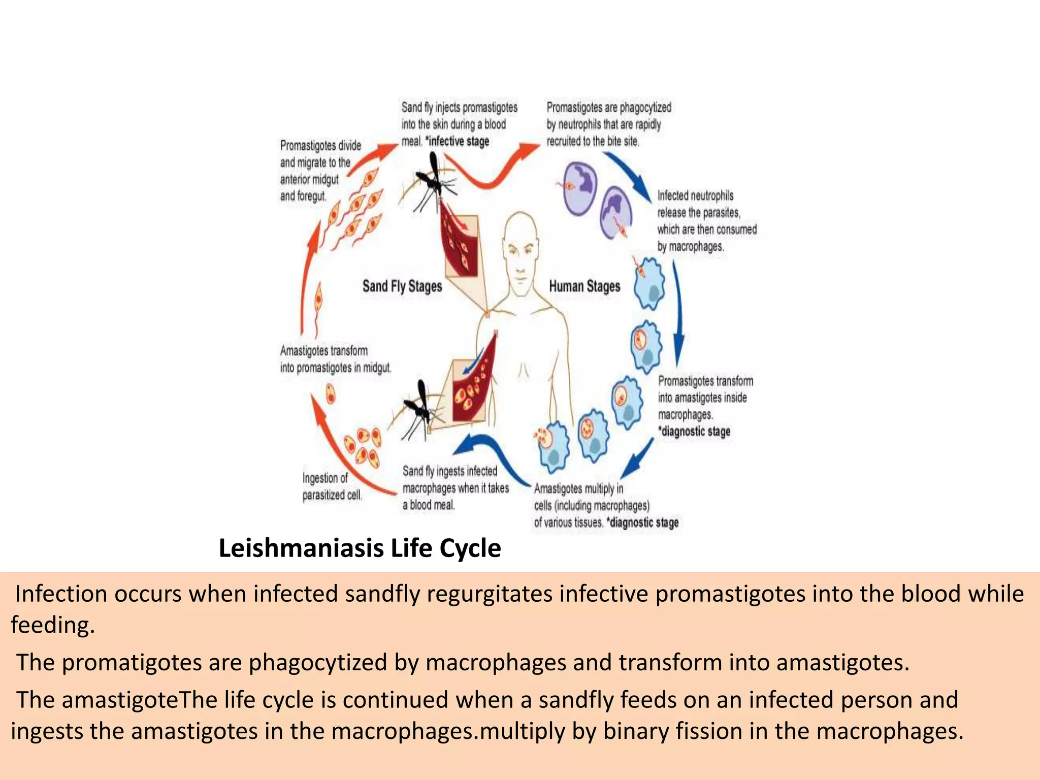 Leishmaniasis | PPTX