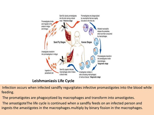Leishmaniasis | PPTX | Infectious Diseases | Diseases and Conditions