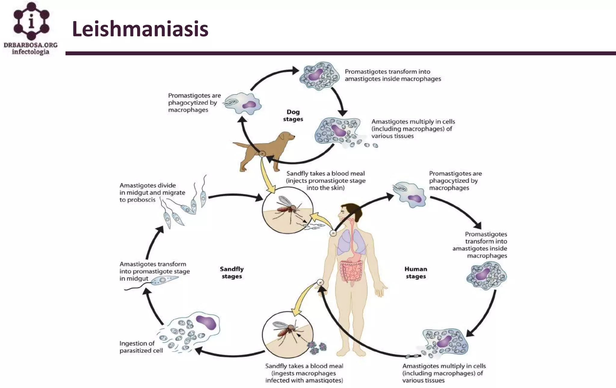 Leishmaniasis winter school tropical diseases unesp alexandre barbosa 2018 | PPTX | Infectious ...