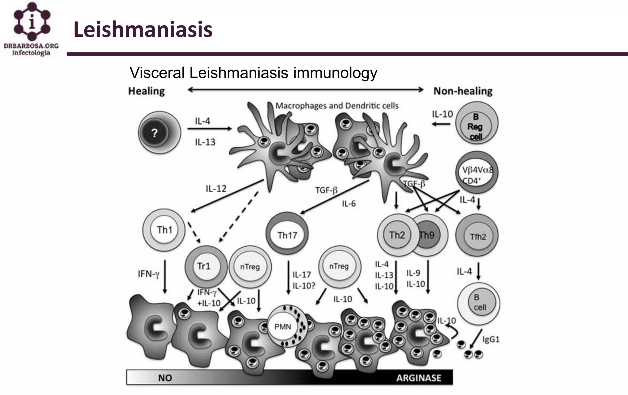 Leishmaniasis winter school tropical diseases unesp alexandre barbosa ...
