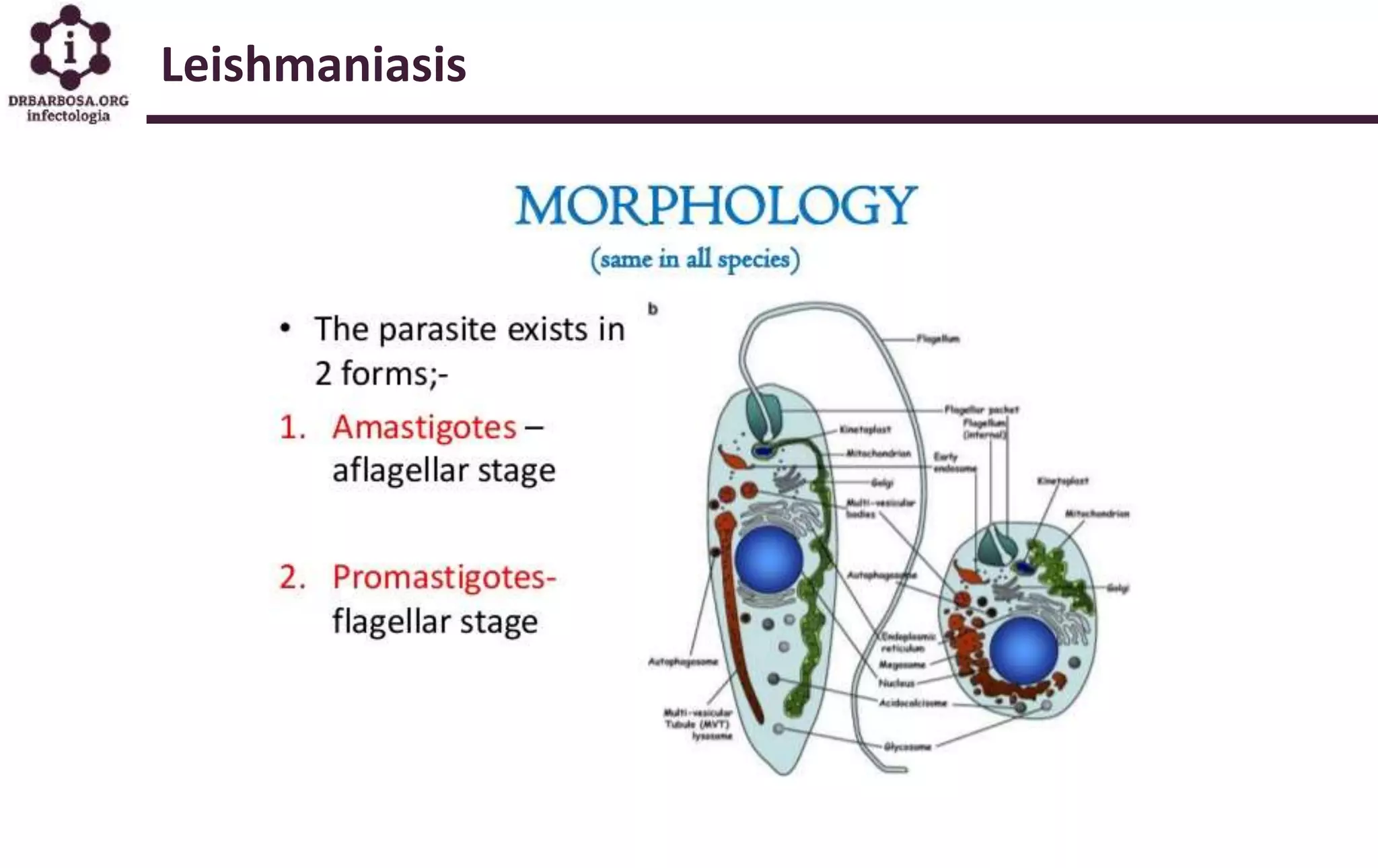 Leishmaniasis winter school tropical diseases unesp alexandre barbosa 2018 | PPT
