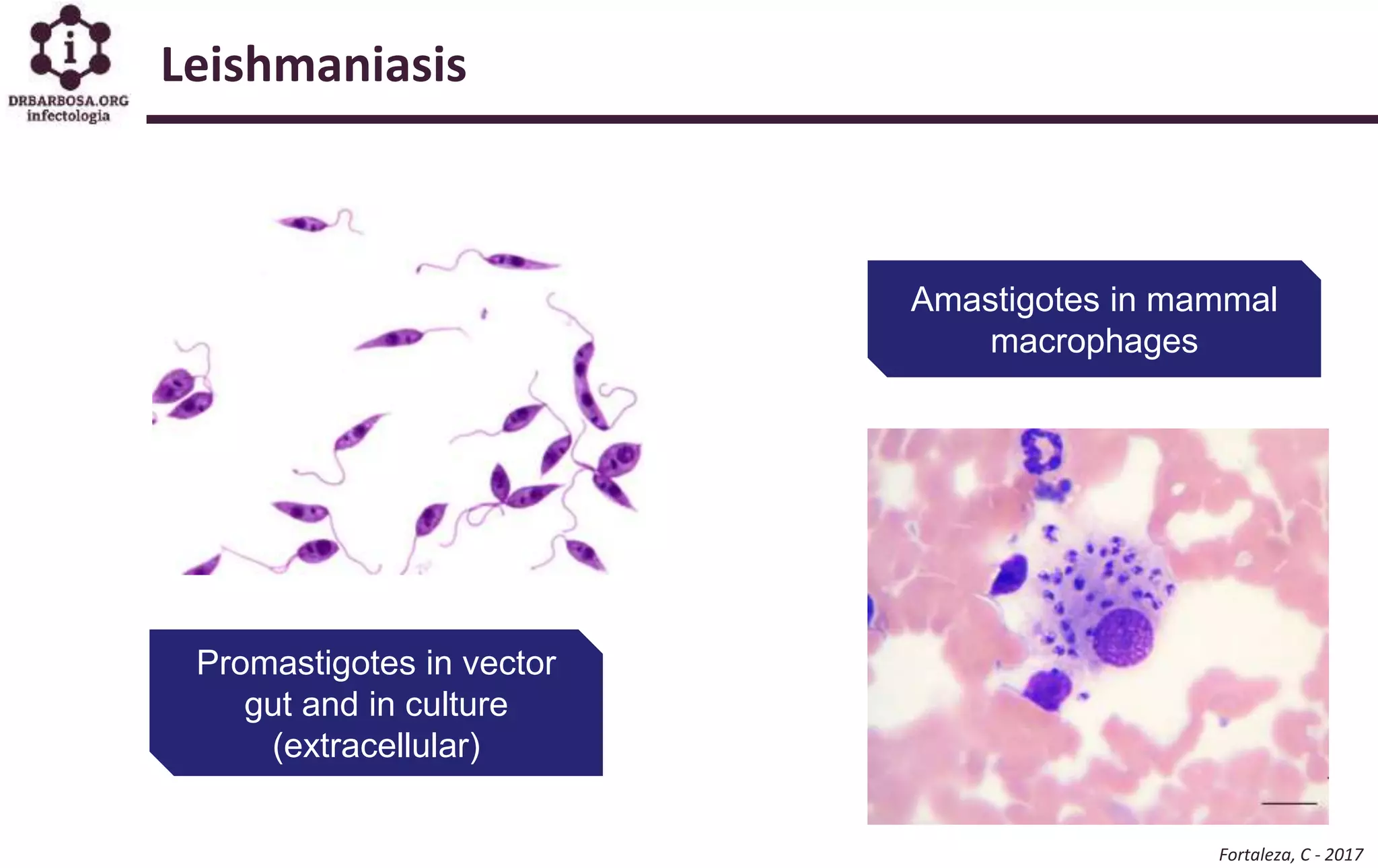 Leishmaniasis winter school tropical diseases unesp alexandre barbosa 2018 | PPTX | Infectious ...
