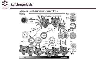 Leishmaniasis winter school tropical diseases unesp alexandre barbosa 2018 | PPTX | Infectious ...