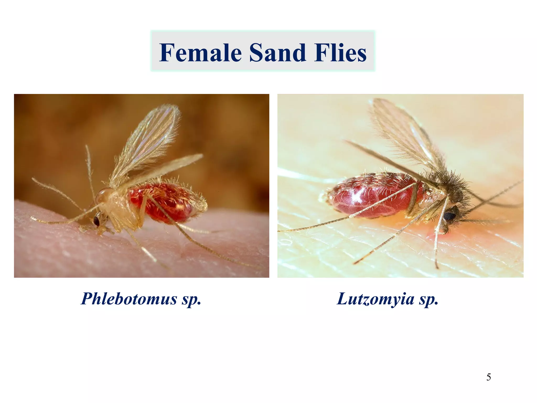 Leishmaniasis | PPT