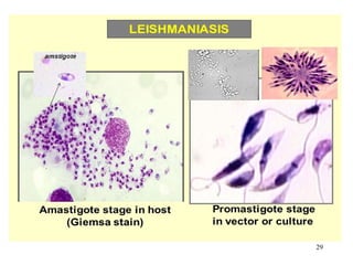 Leishmania Amastigote And Promastigote
