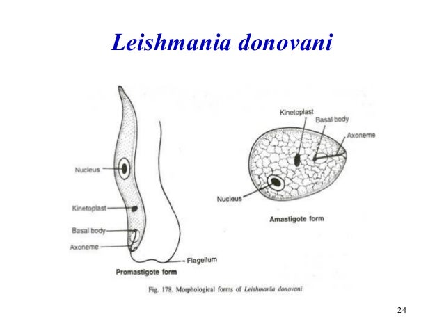 Leishmania Amastigote Morphology Parasitology Practical 1 Biology