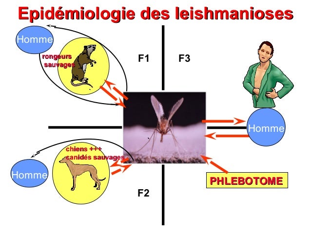 Leishmanioses