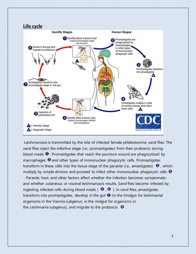 Leishmaniasis | DOCX | Infectious Diseases | Diseases and Conditions