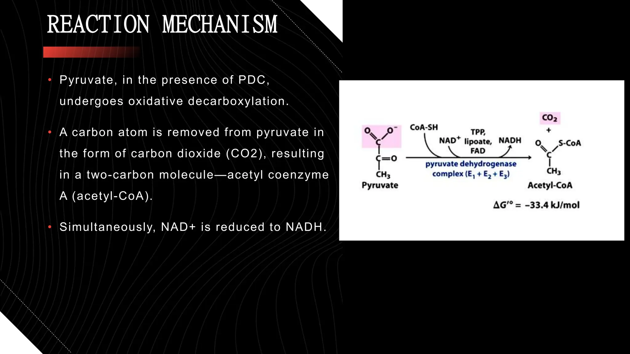 carbohydrate metabolism pyruvate decarboxylation.pptx