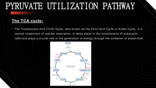 carbohydrate metabolism pyruvate decarboxylation.pptx | Endocrine and ...