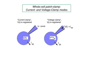 Neuron-computer interface in Dynamic-Clamp experiments | PPT