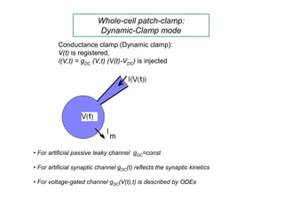 Neuron-computer interface in Dynamic-Clamp experiments | PPT