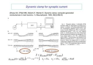 Neuron-computer interface in Dynamic-Clamp experiments | PPT