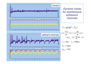 Neuron-computer interface in Dynamic-Clamp experiments | PPT