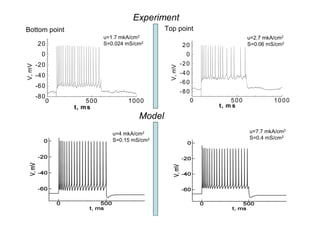 Neuron-computer interface in Dynamic-Clamp experiments | PPT