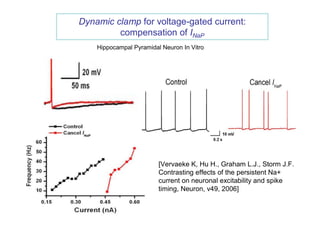 Neuron-computer interface in Dynamic-Clamp experiments | PPT