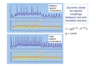Neuron-computer interface in Dynamic-Clamp experiments | PPT