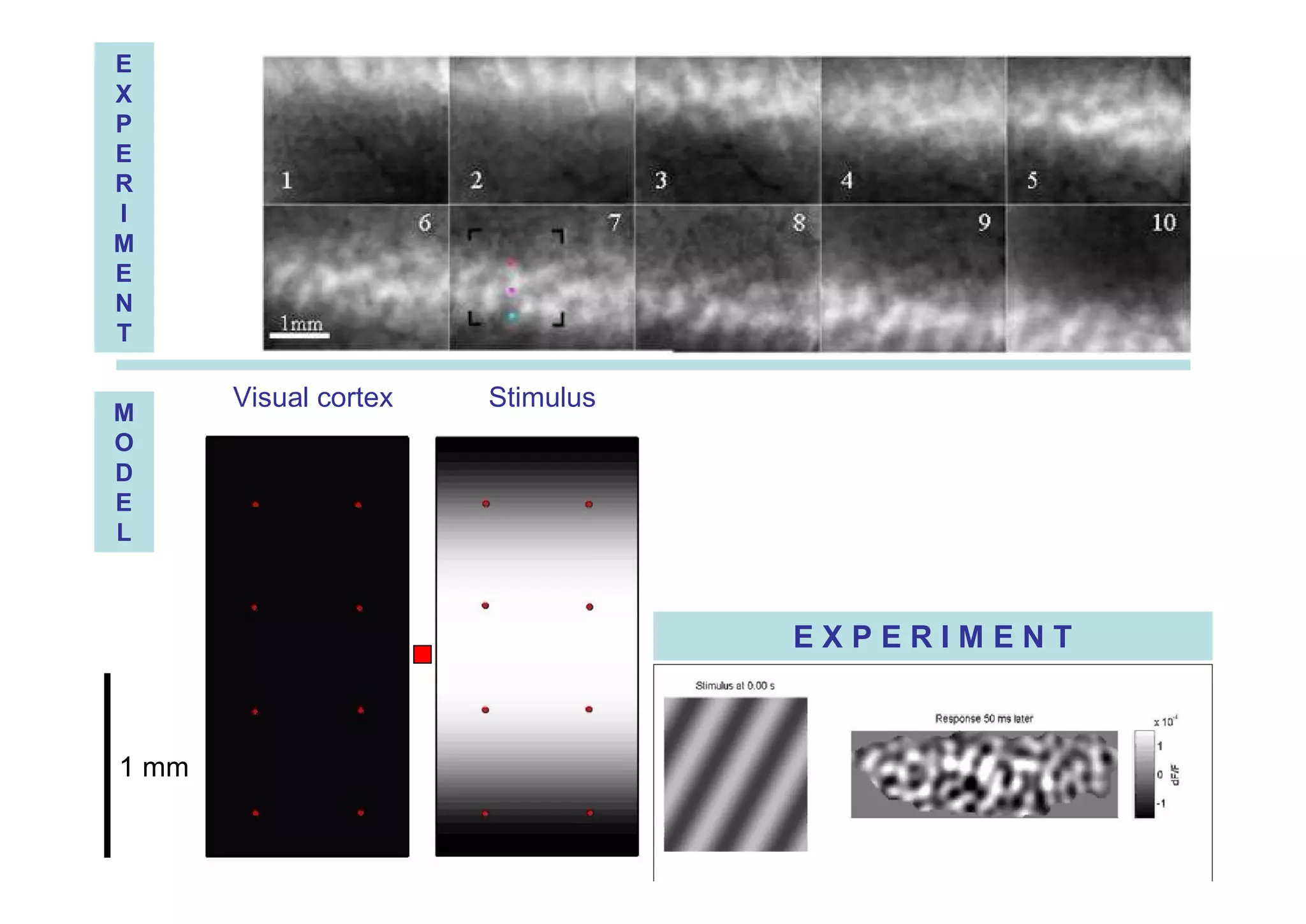 Hierarchy of visual cortex models | PDF | Home Entertainment Systems | Consumer Electronics