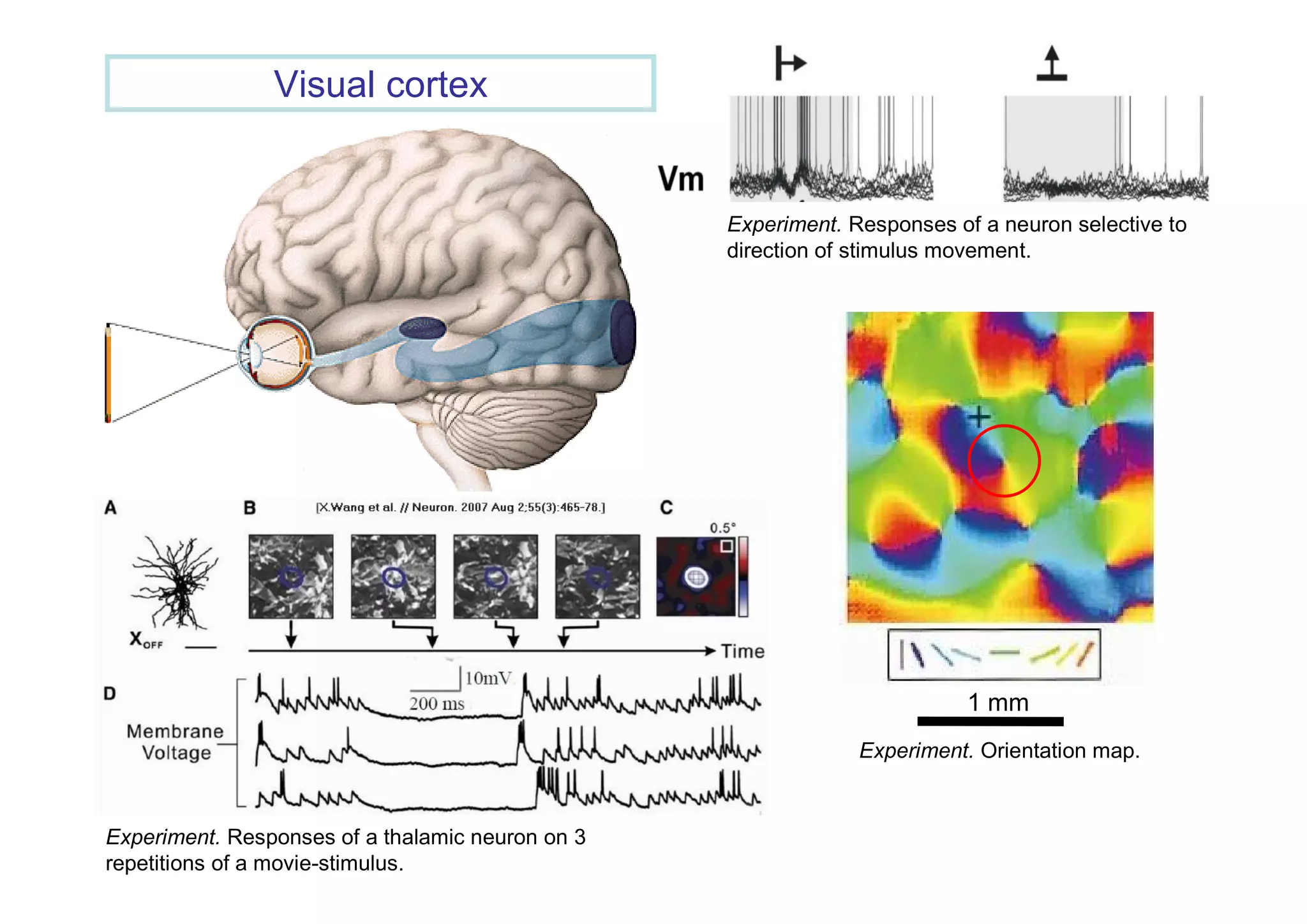 Hierarchy of visual cortex models | PDF | Home Entertainment Systems | Consumer Electronics