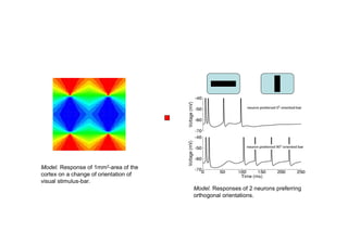 Hierarchy of visual cortex models | PDF | Home Entertainment Systems | Consumer Electronics