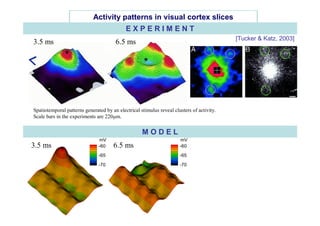 Hierarchy of visual cortex models | PDF | Home Entertainment Systems | Consumer Electronics