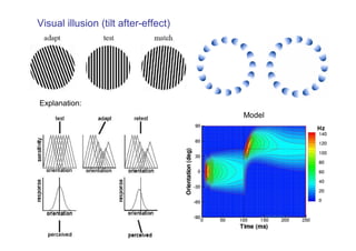 Hierarchy of visual cortex models | PDF | Home Entertainment Systems | Consumer Electronics