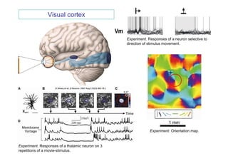 Hierarchy of visual cortex models | PDF | Home Entertainment Systems | Consumer Electronics