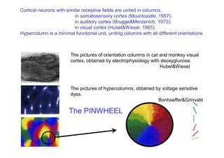 Hierarchy of visual cortex models | PDF | Home Entertainment Systems | Consumer Electronics