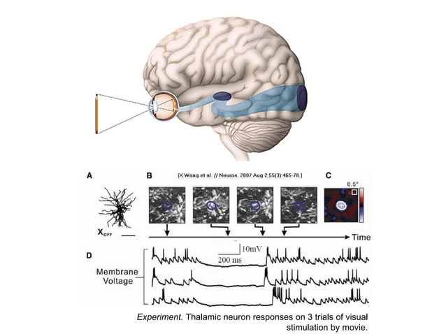 Model of visual cortex | PPT