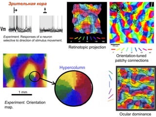 Model of visual cortex | PPT