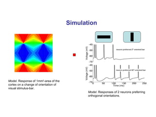 Model of visual cortex | PPT