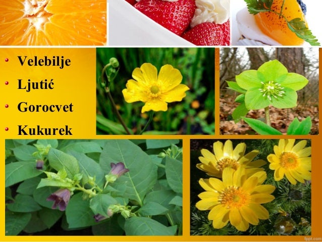 Lekovite, jestive i otrovne biljke