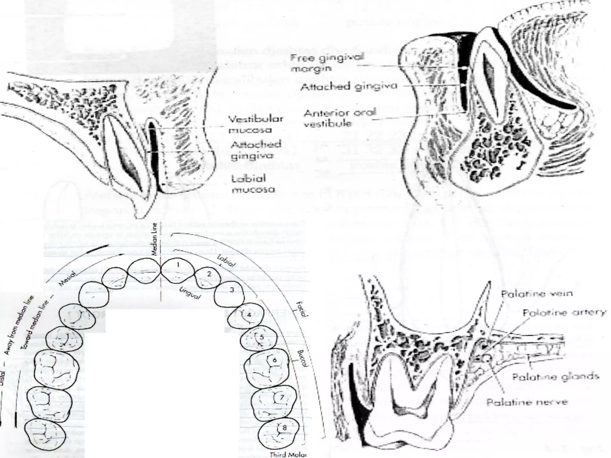 ANATOMIA DENTARE | PPT