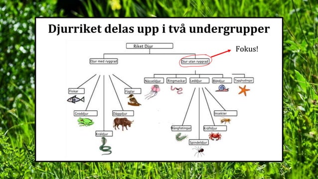 Lektion 4 Ryggradslösa djur.pptx | Fish and Aquariums | Pets